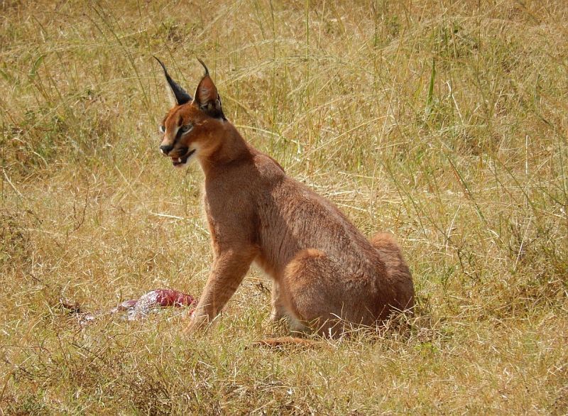 Observe Predators and their Prey | The Great Projects