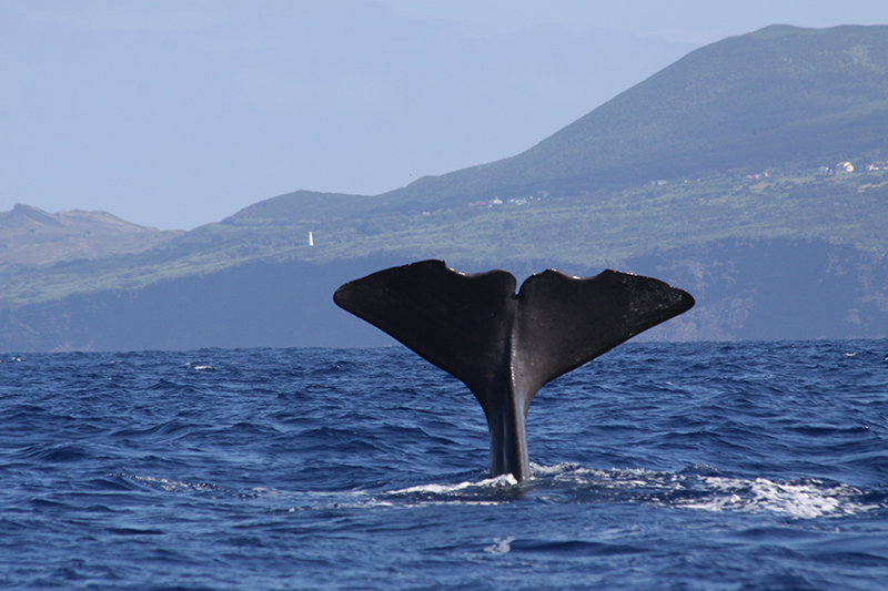 Volunteer with Whales - New Project Launch | The Great Projects